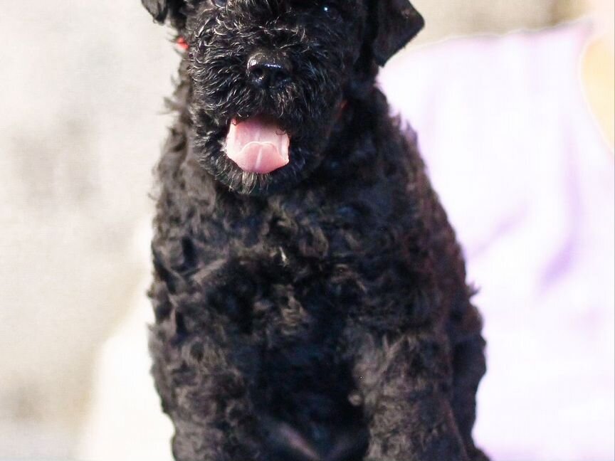 Щенки керри блю