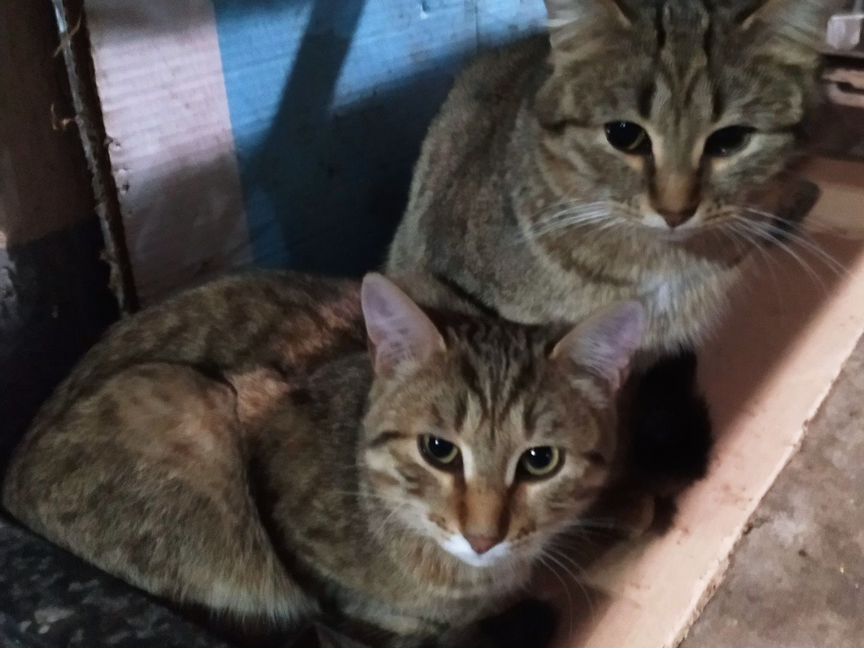 Котёнок- подросток табби (шпрот)