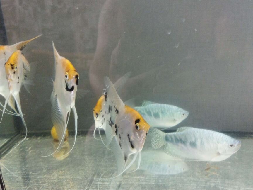 Гурами, скаляр