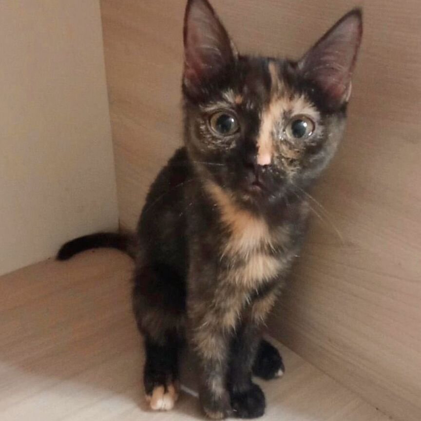 Ищет дом малышка Куколка