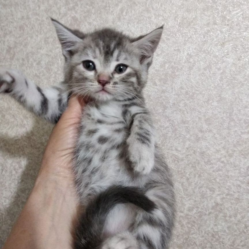 Котенок.Девочка. 1 мес.10 дней