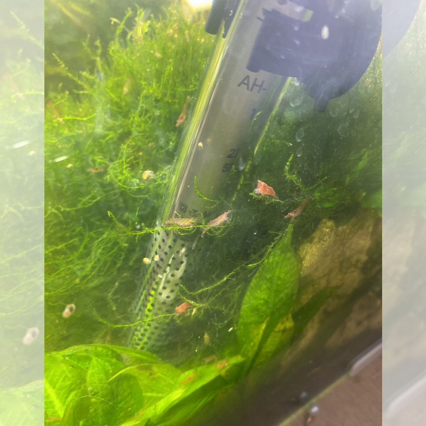 Авариумные креветки