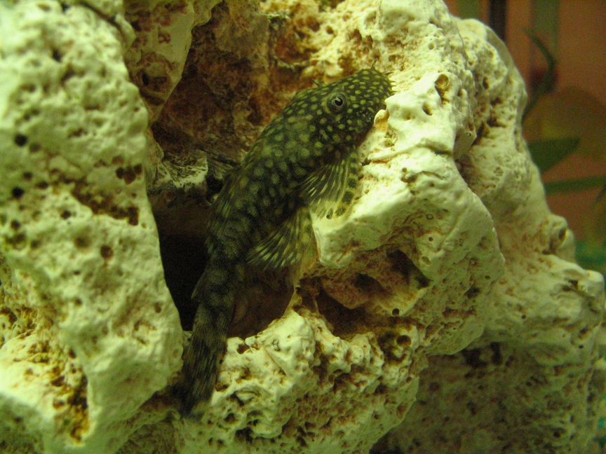 Сомики анциструс и агамикс