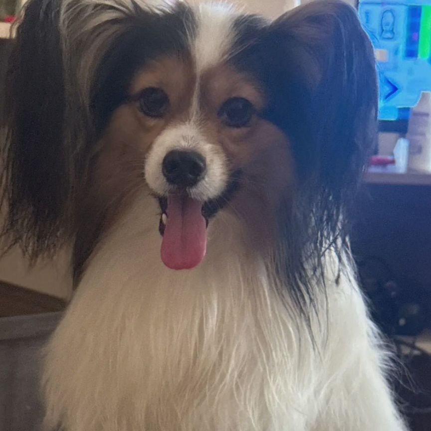 Континентальный той-спаниель папильон, взрослый пёс