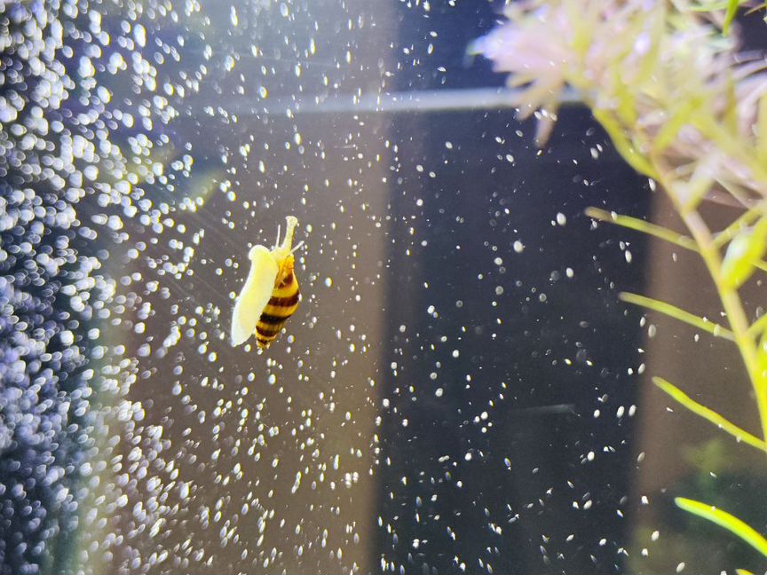 Улитка хелена