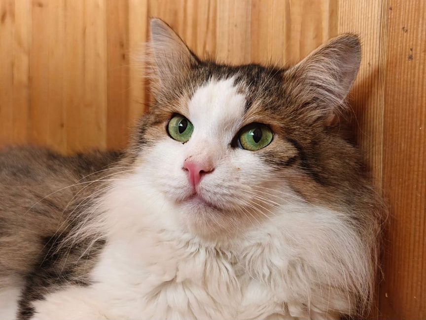 Кот бесплатно