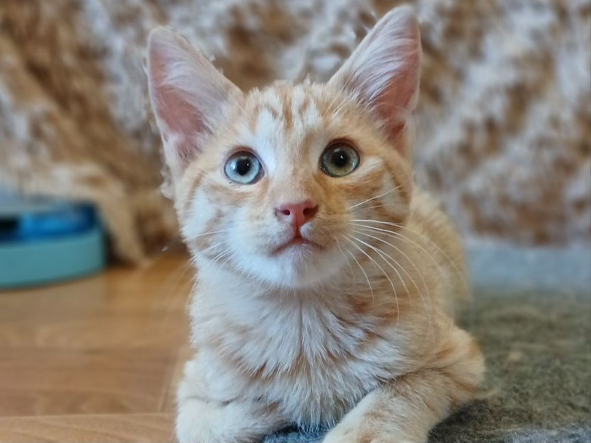 Кошка