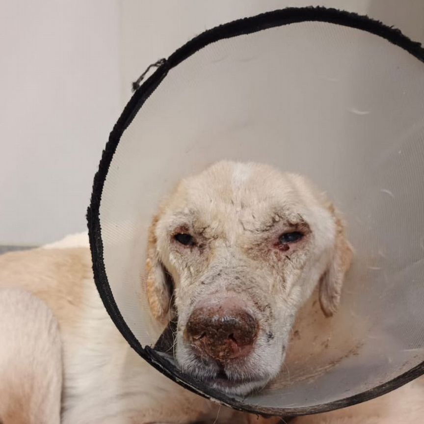 Взрослый пёс в добрые руки