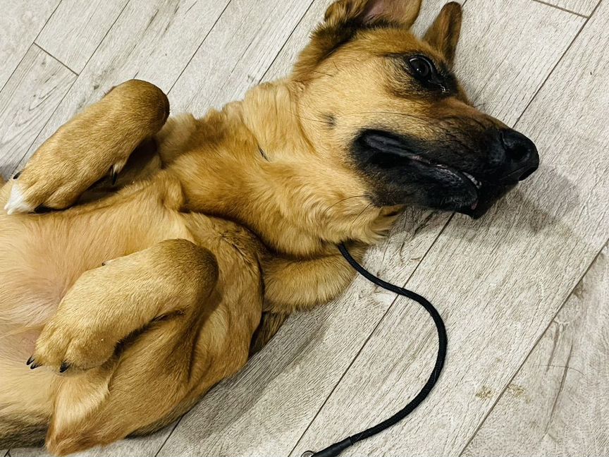 Отличная Собака в добрые руки