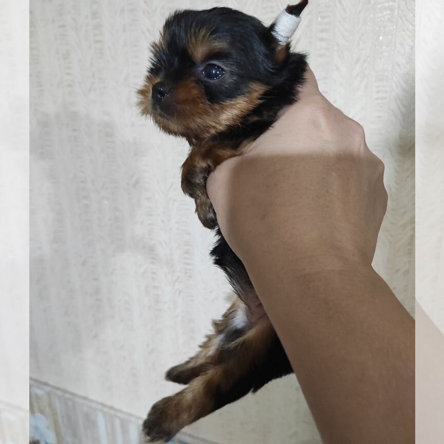 Продаю щенков Йорка