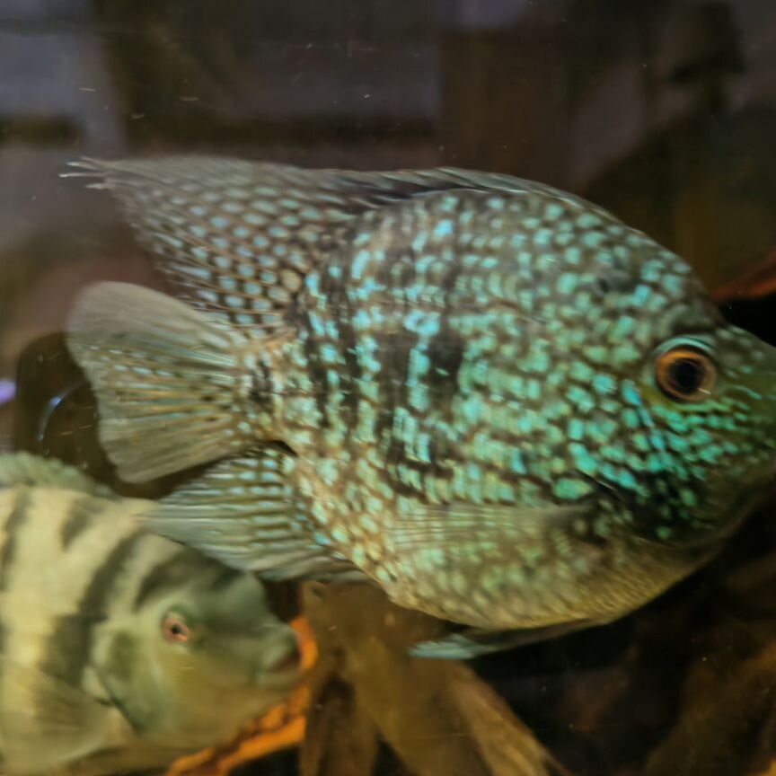 Цихлазомы бриллиантовые