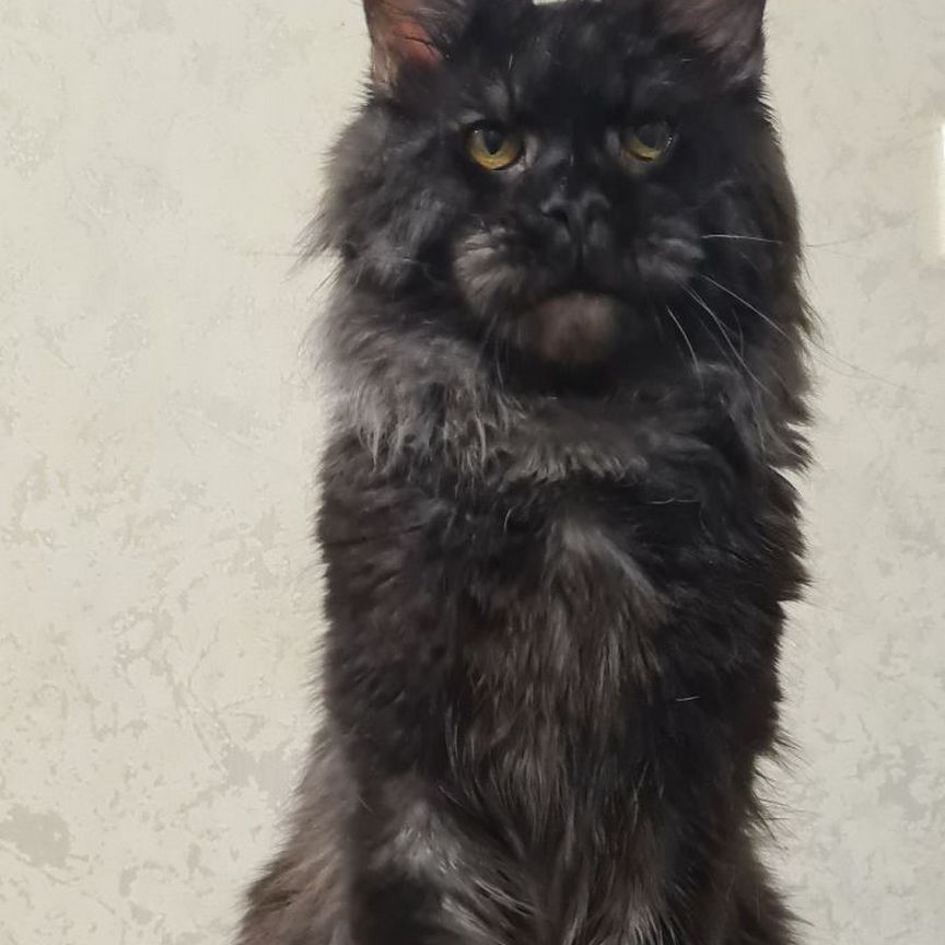 Котик Мейн-кун