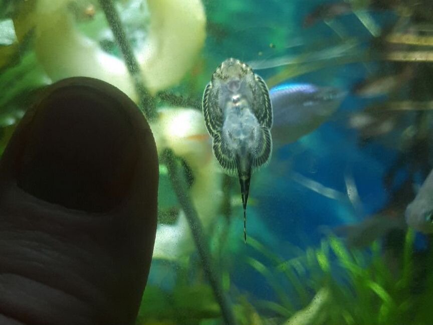 Севилья псевдоскат