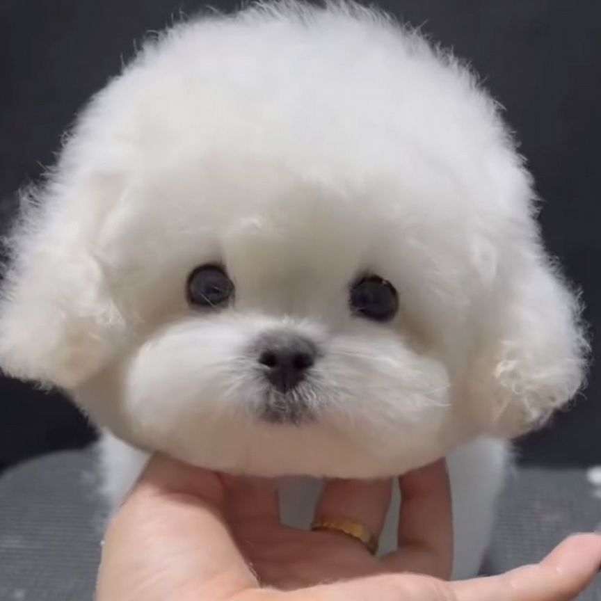 Бишон фризе, щенок