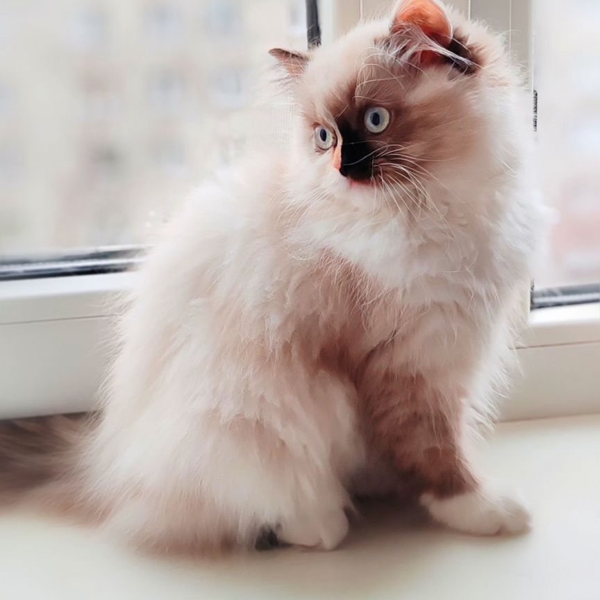 Продам кошку