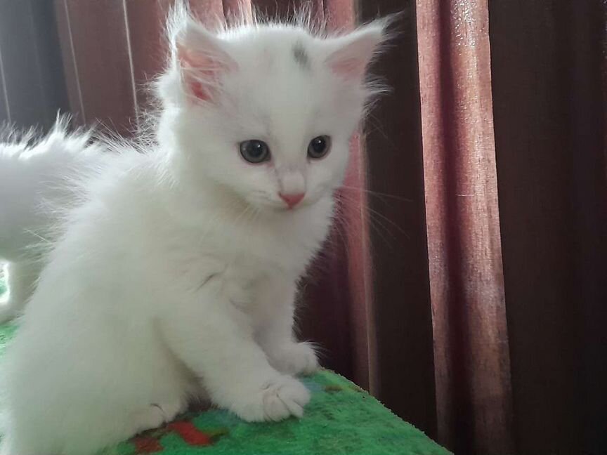 Котята - белые пушистики