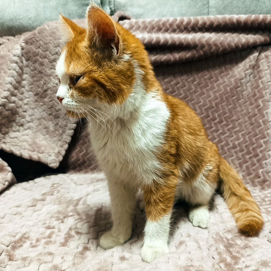 Потерялся котенок