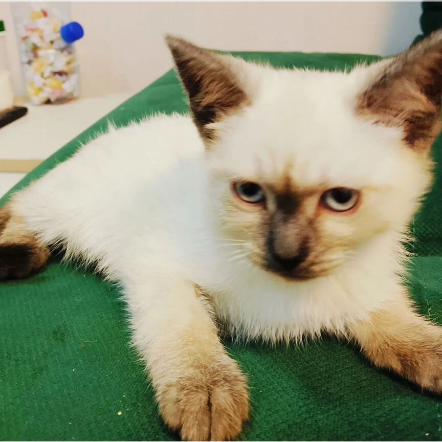 Сиамский котёнок