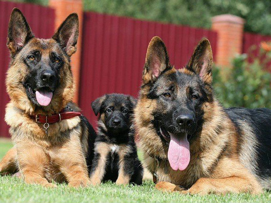 Отличные немецкие охранные овчарки- здоровые щенки