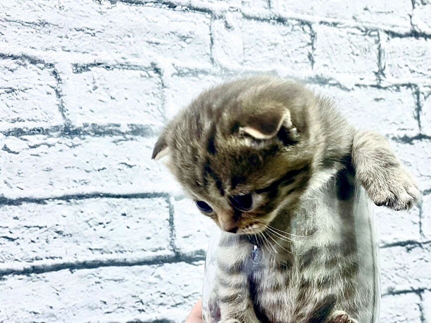 Шотландские вислоухие котята