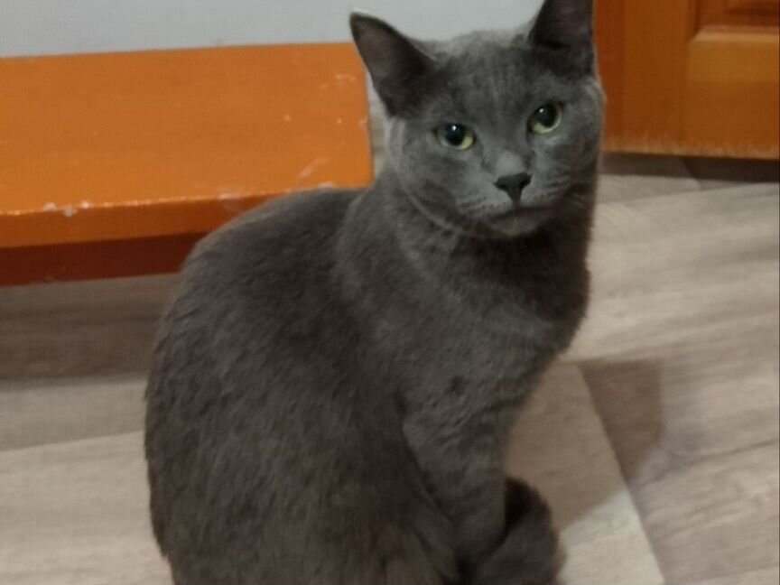 Котик, около года, Русская голубая