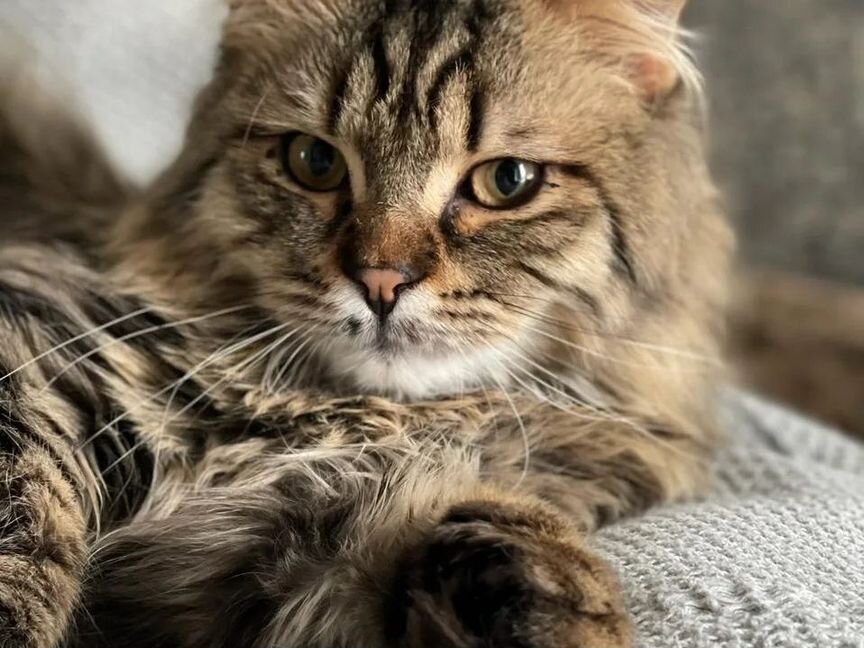 Пушистый вислоухий котик в добрые руки