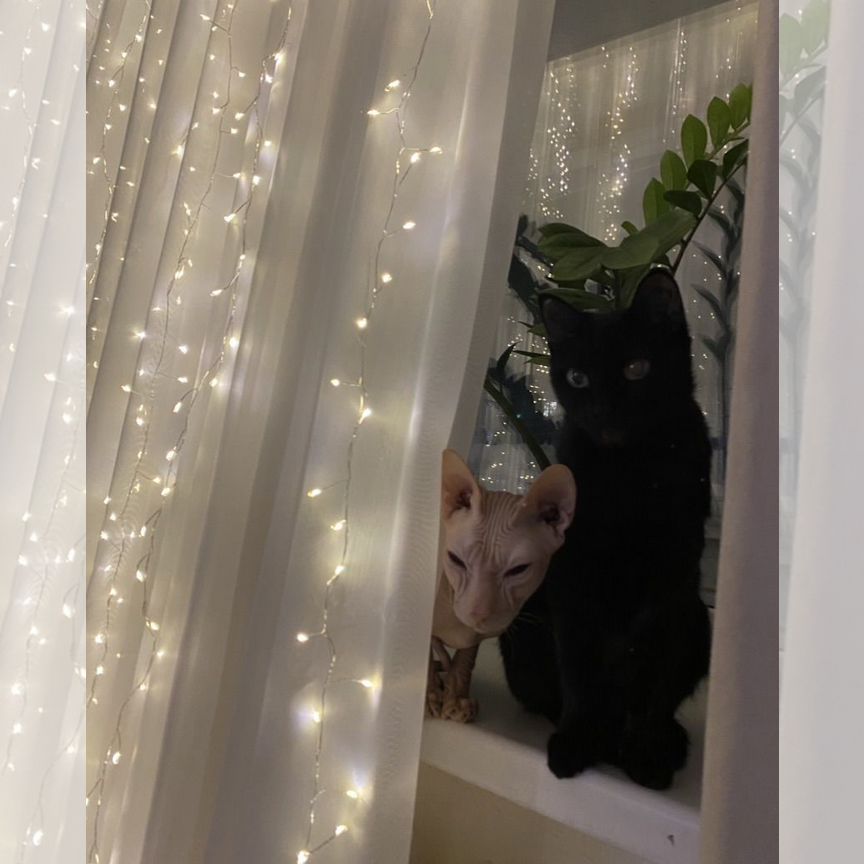 Взрослая, кошка в добрые руки