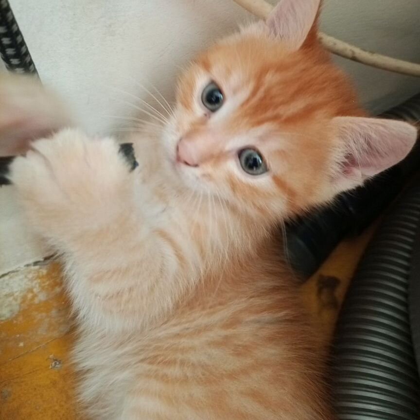 Сибирский котёнок