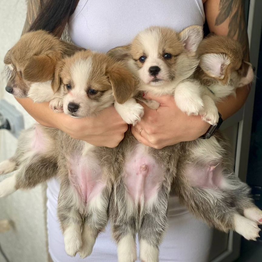 Вельш Корги Пемброк, щенок