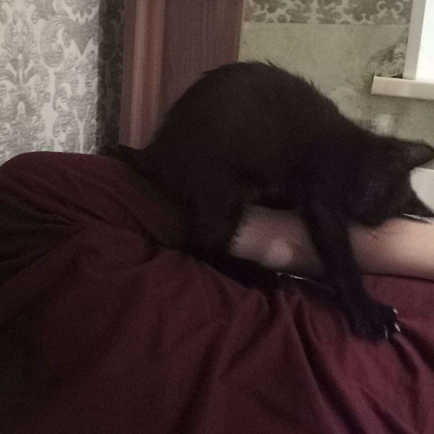 Котёнок