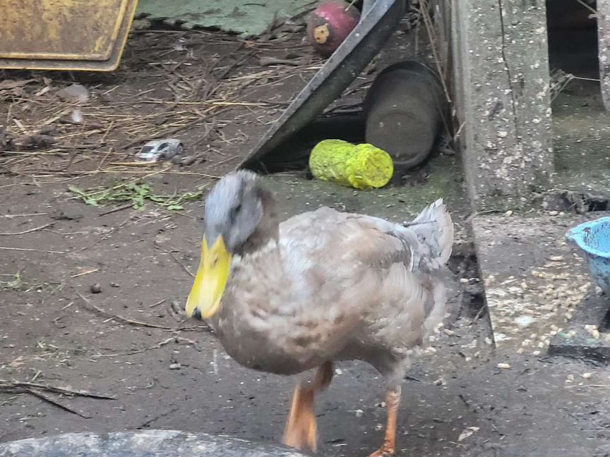 Утки индийский бегунок