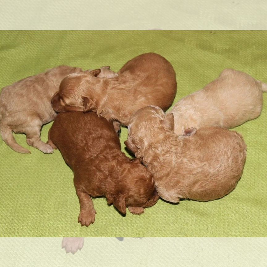 Мальтипу, щенок