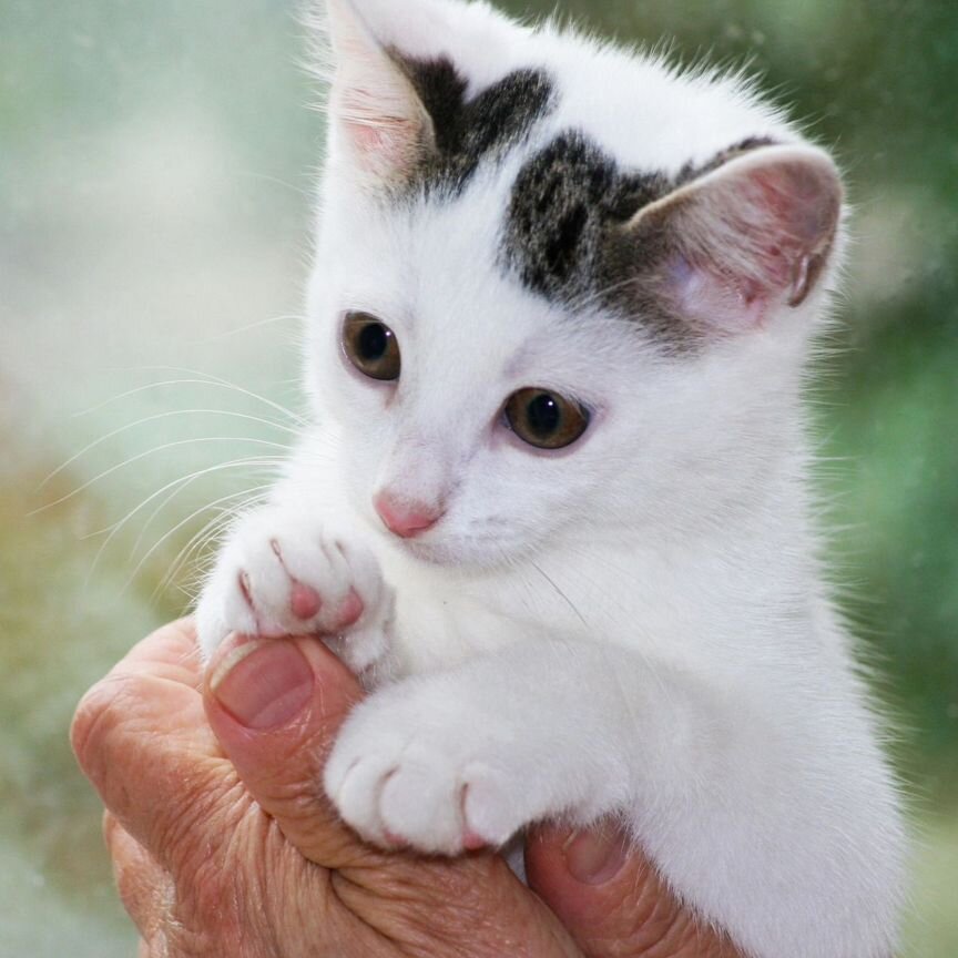 Котенок-кот