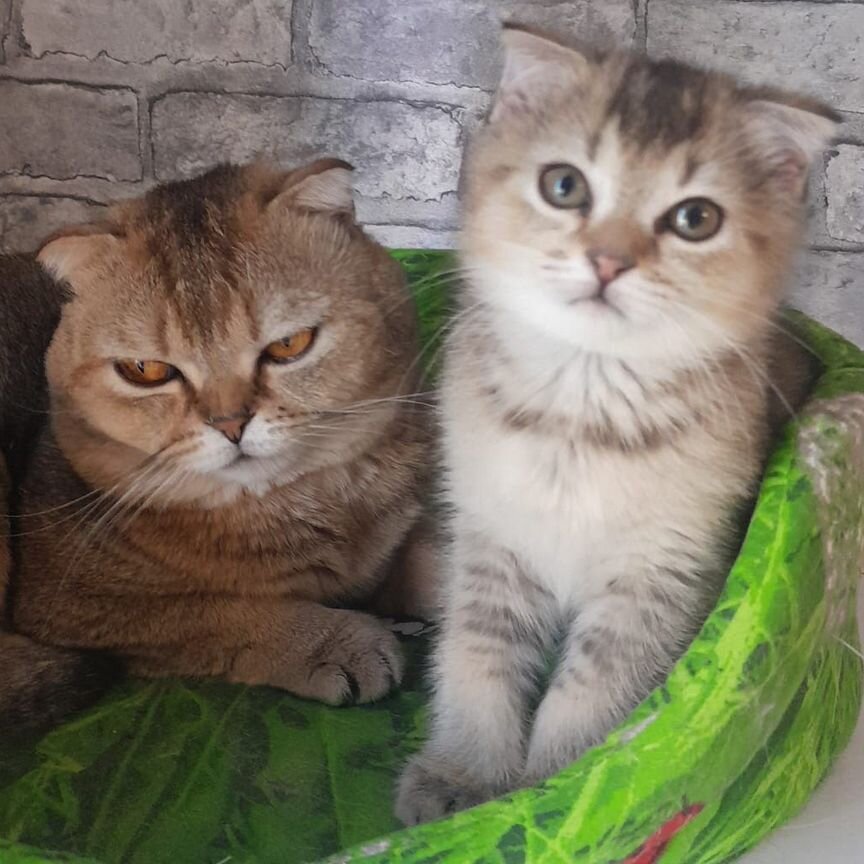 Шотландские вислоухие котята шиншилла