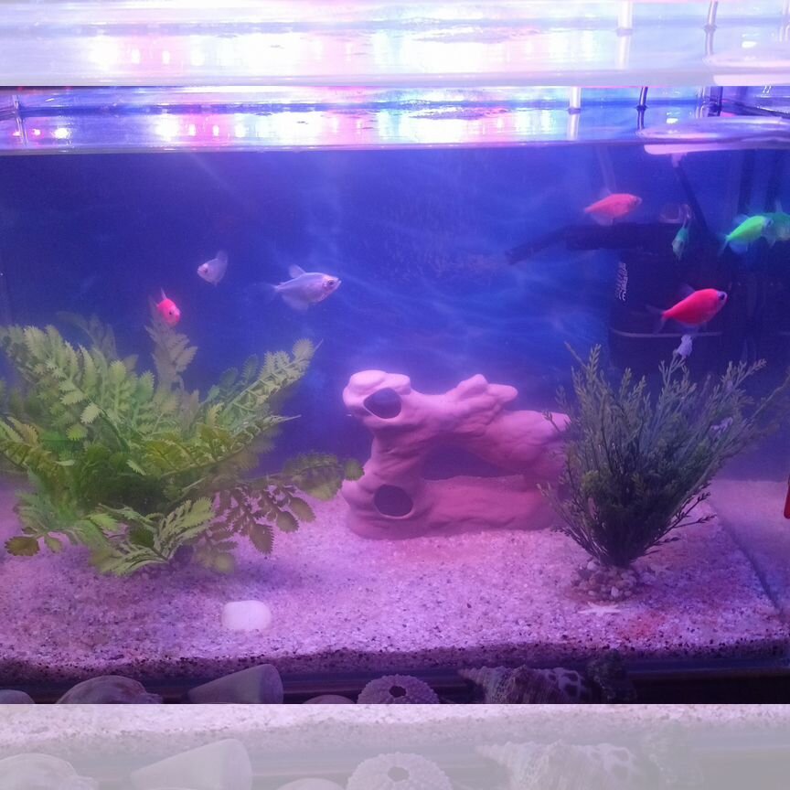 Рыбки тернеции