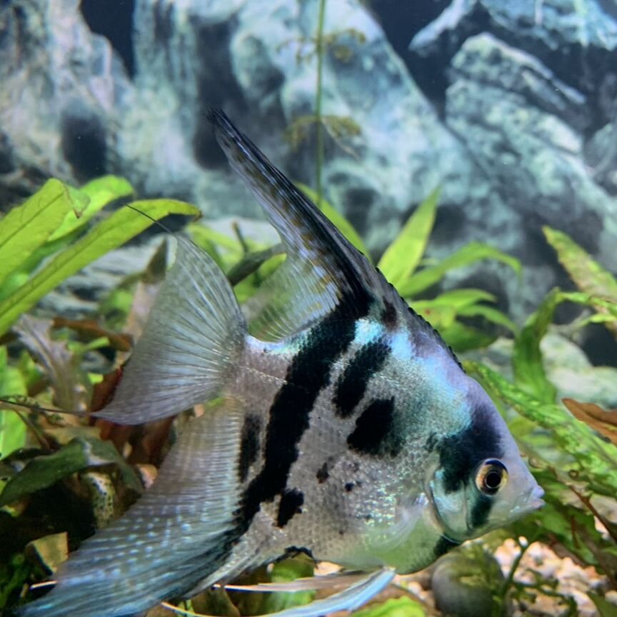 Рыба скалярия