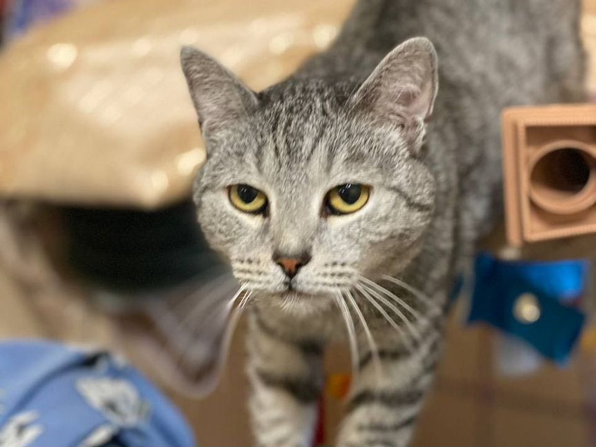 Кот в добрые руки бесплатно