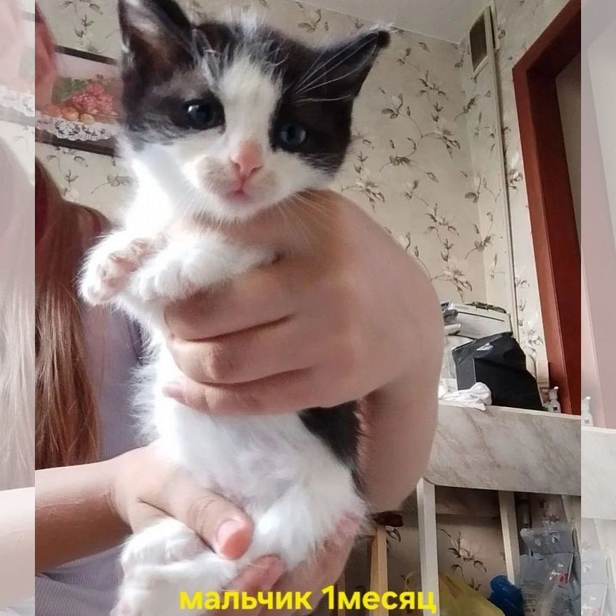 Котёнок в добрые руки