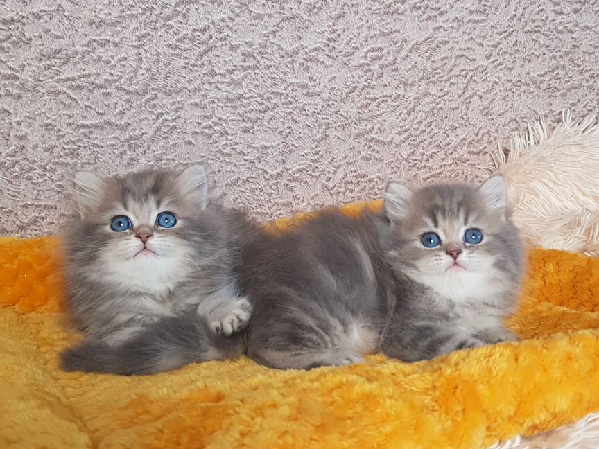 Шотландские котята