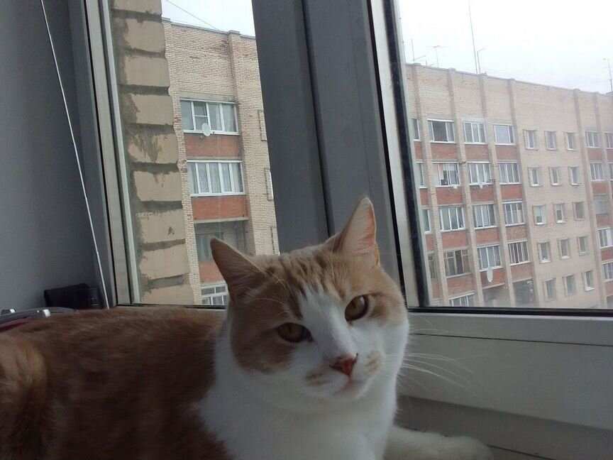 Рыжий котик 2 года