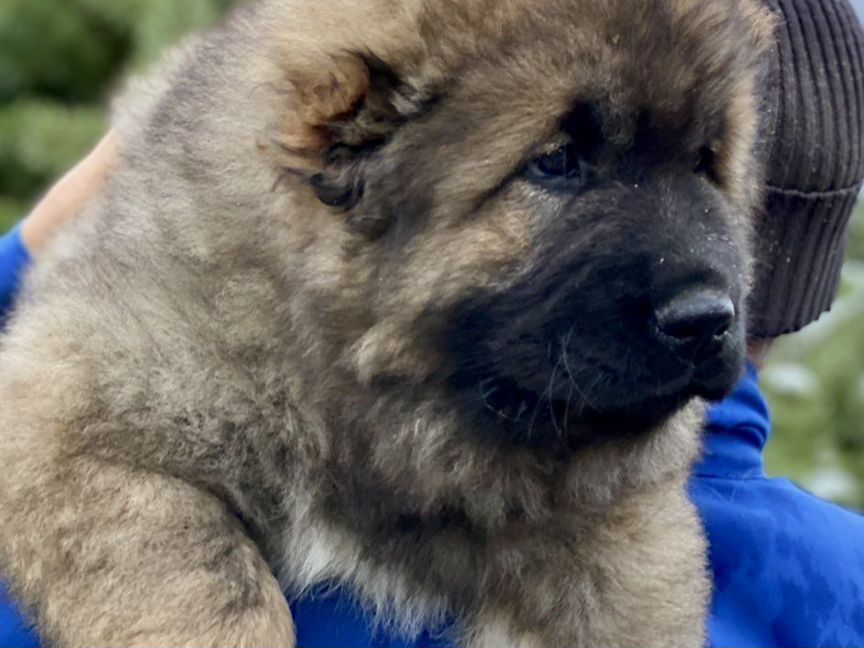 Кавказская овчарка мальчики и девочка