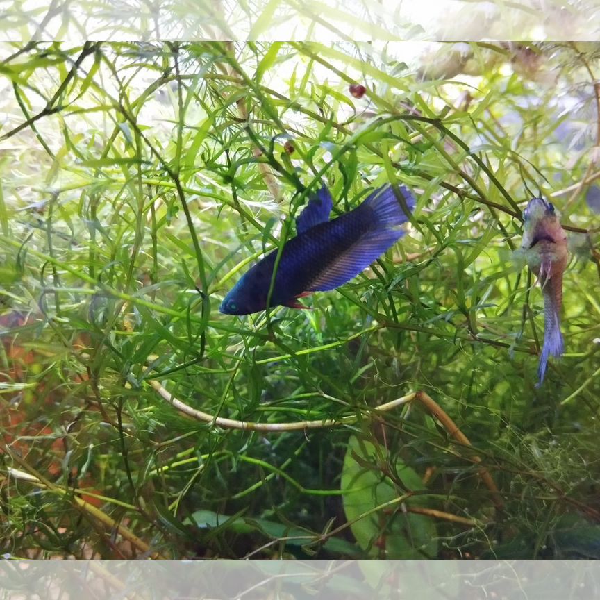 Молодые петушки, самец и самка