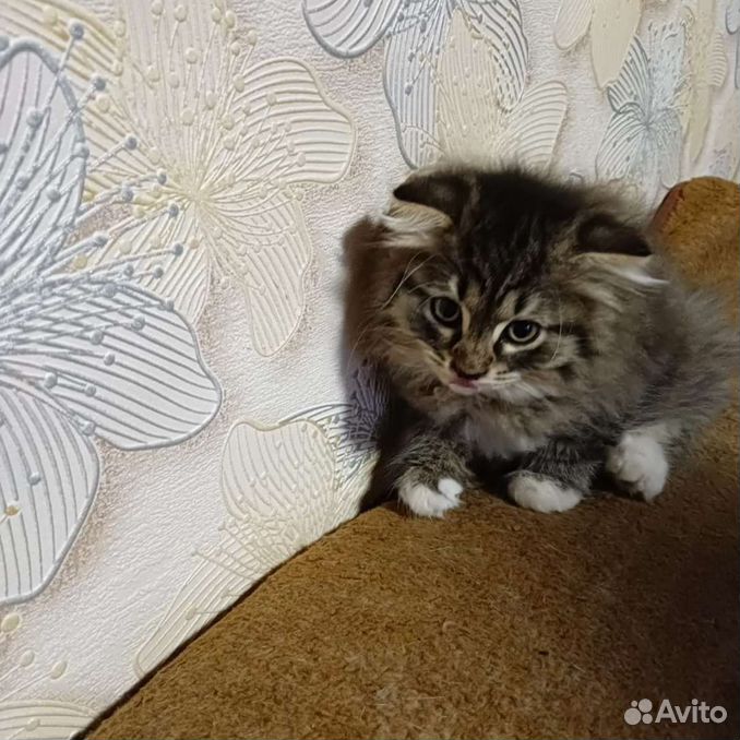 Котята в добрые руки. Очень любопытные и шустрые