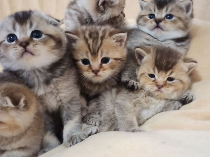 Шотландские котята