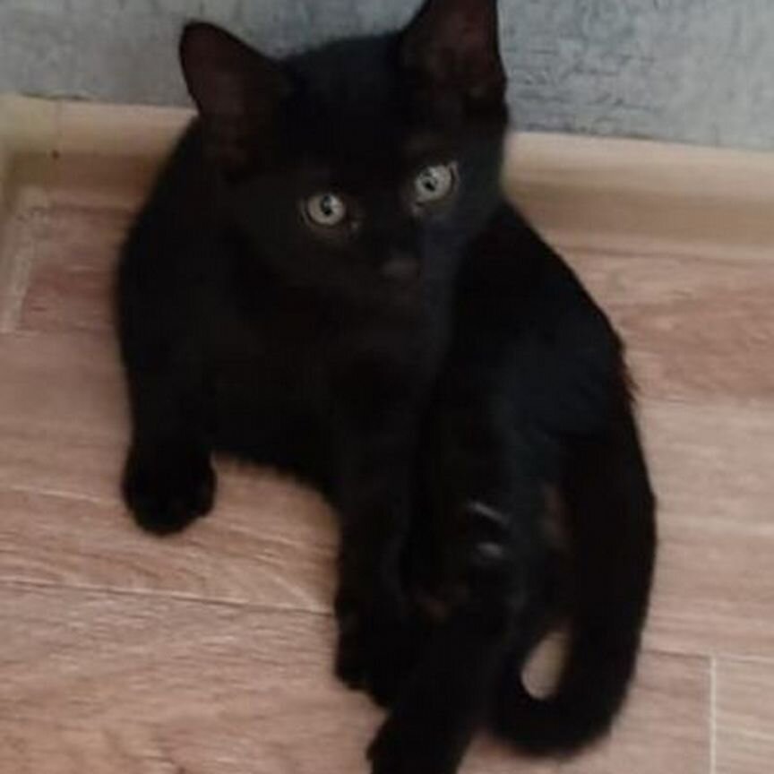 Котёнок