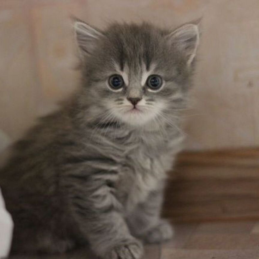 Сибирские котята, девочки