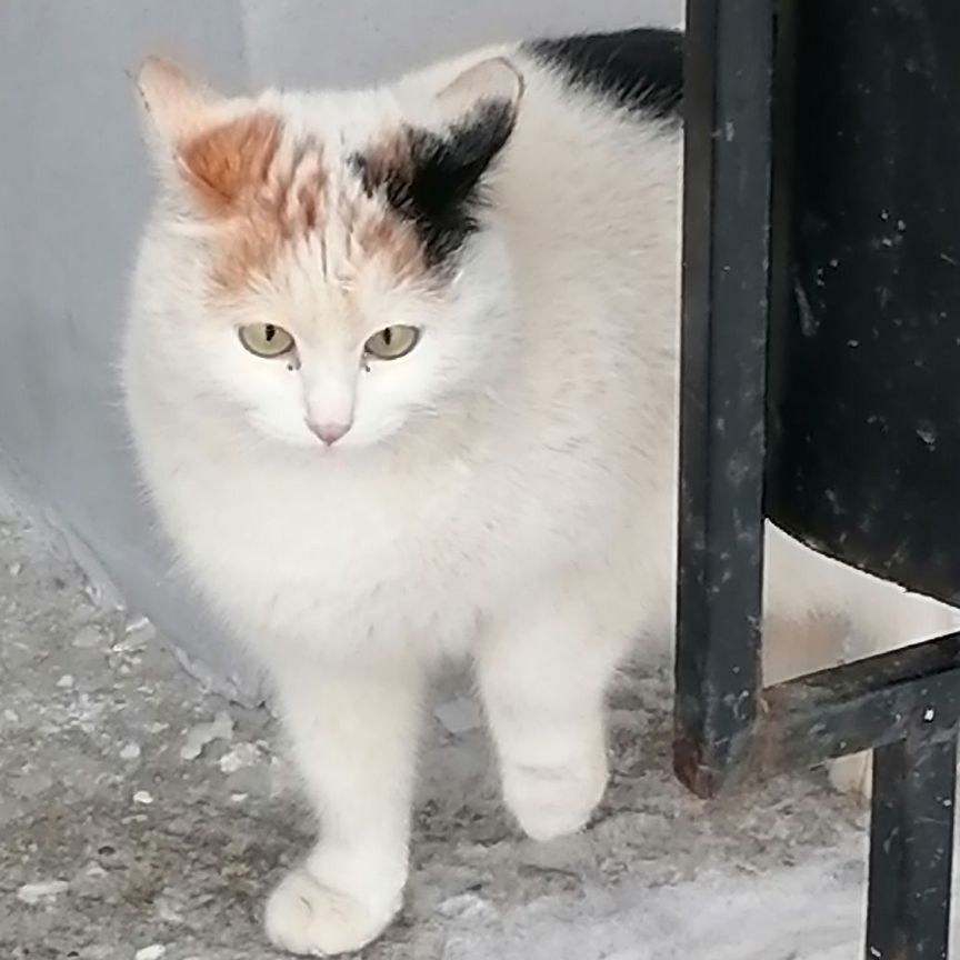 Кошечка стерелизованная