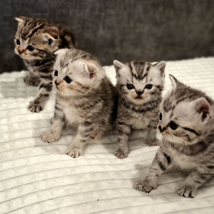 Шотландский вислоухий короткошёрстный котёнок