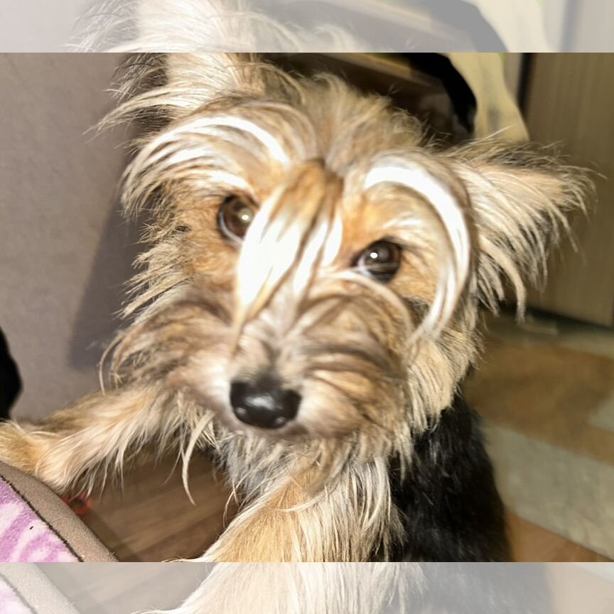 Йоркширский терьер, взрослая собака