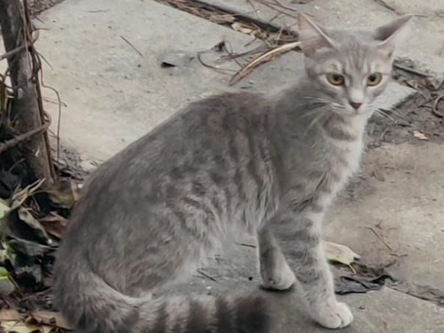 Кошка
